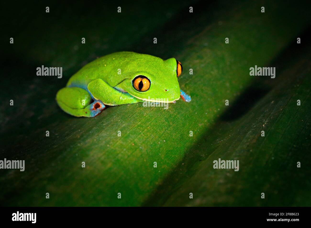 Golden toad costa rica hi-res stock photography and images - Alamy