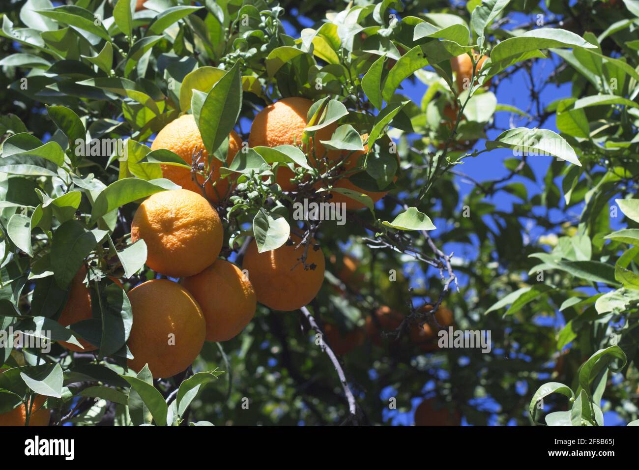 Orange tree in the sun with very green leaves. No people Stock Photo ...