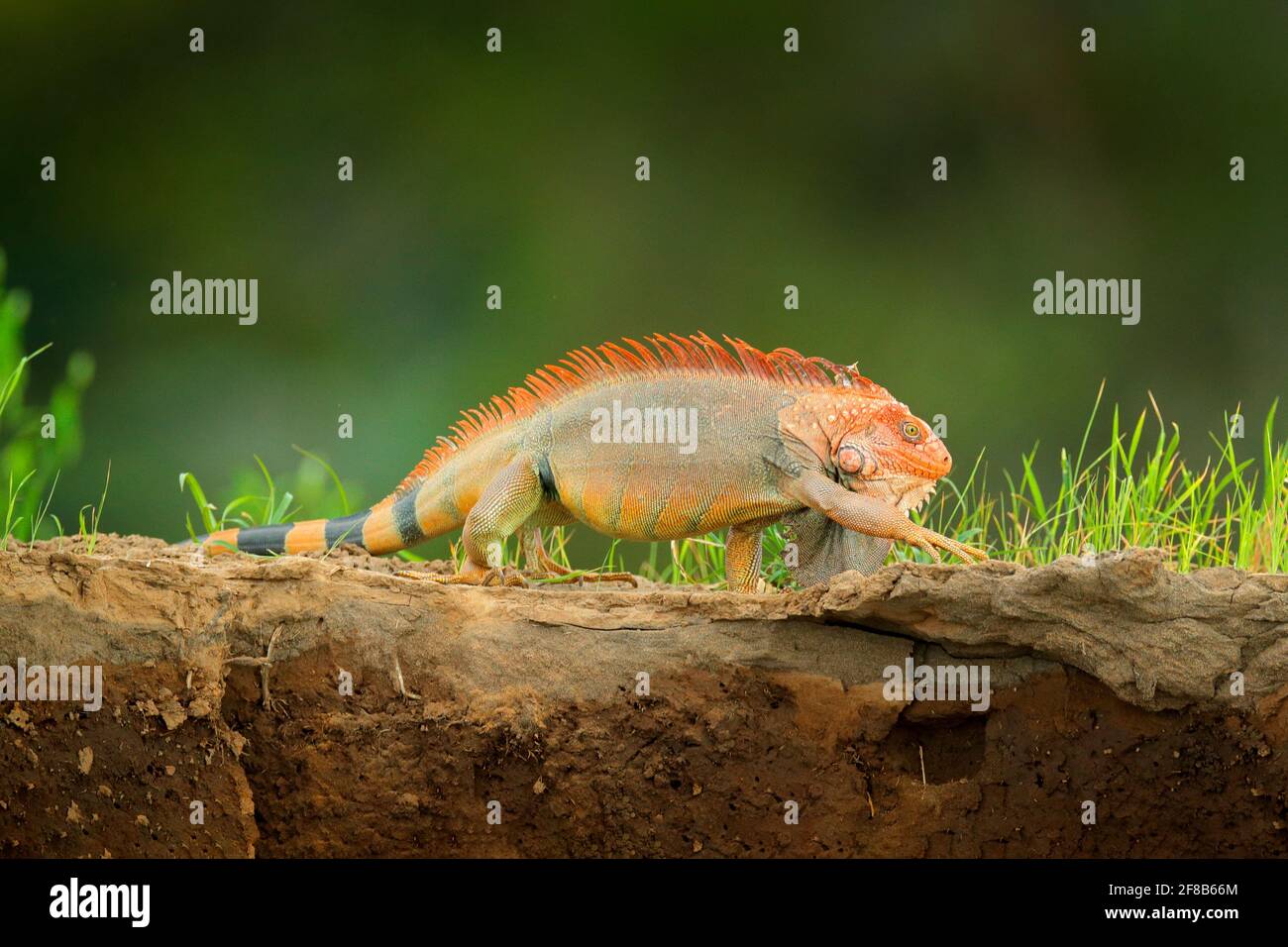 Panama creature hi-res stock photography and images - Alamy