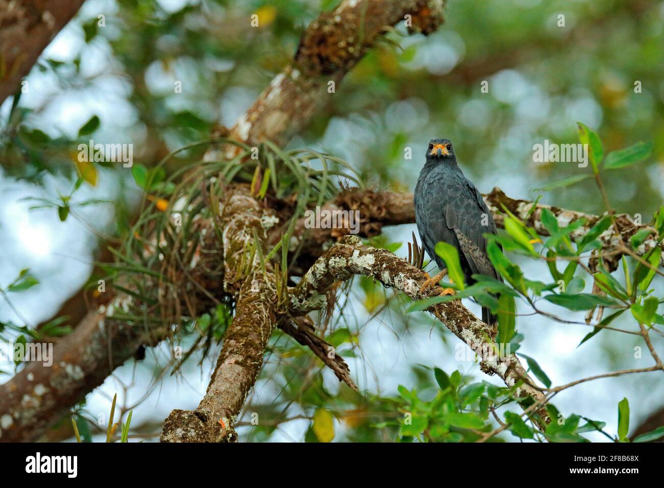 Mangrove Black Hawk, Buteogallus subtilis, large bird found in Central ...