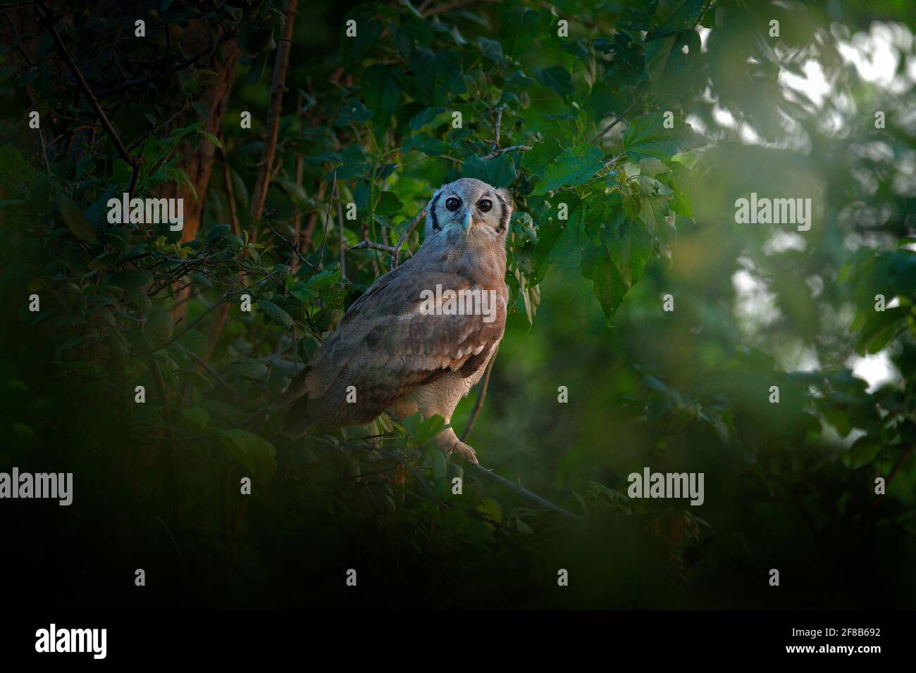 Verreaux's Eagle Owl. Rare African owl in the nature habitat in ...