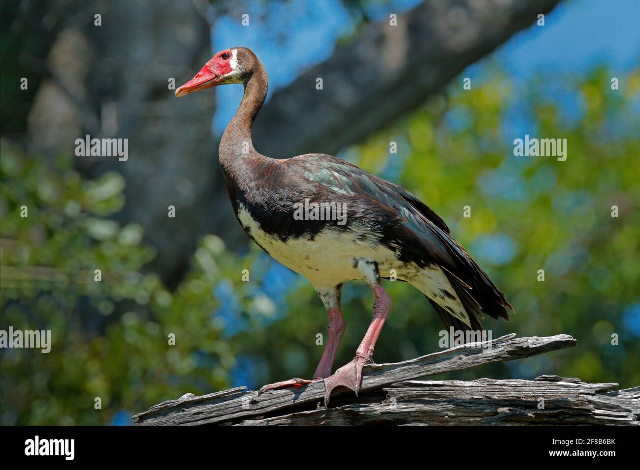 Spur Winged Goose Plectropterus Gambensis Big Black African Bird With