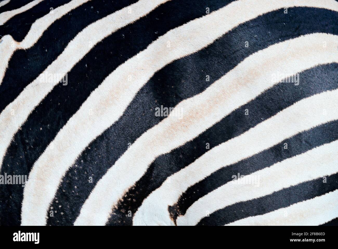 Zebra close-up detail of fur coat, Art view on African nature. Wildlife ...