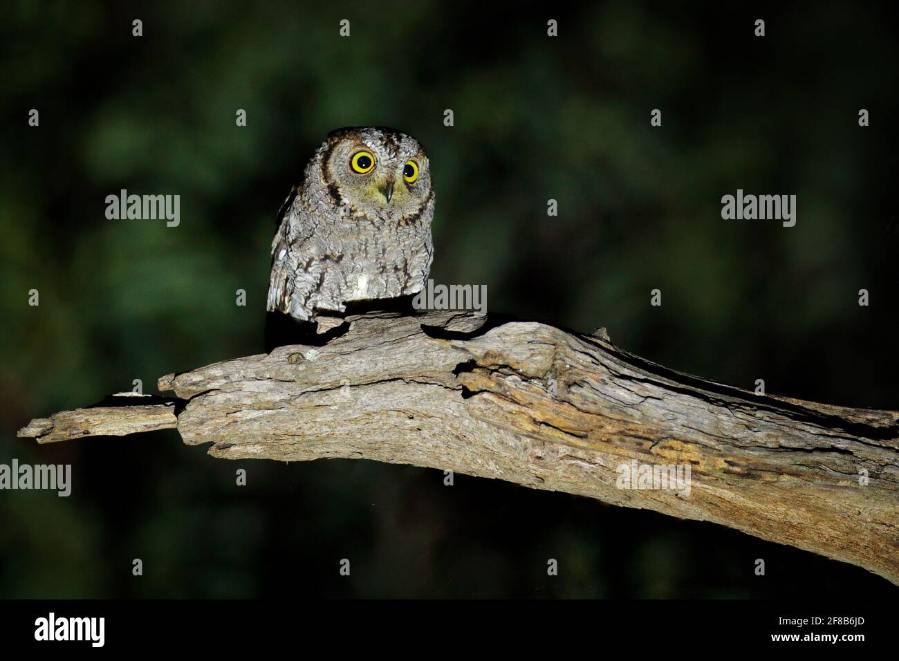 African scops owl hi-res stock photography and images - Alamy
