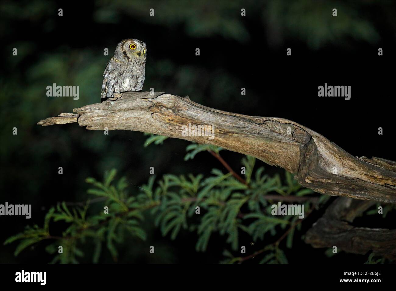 African scops owl, Otus senegalensis, bird in the nature habitat in ...