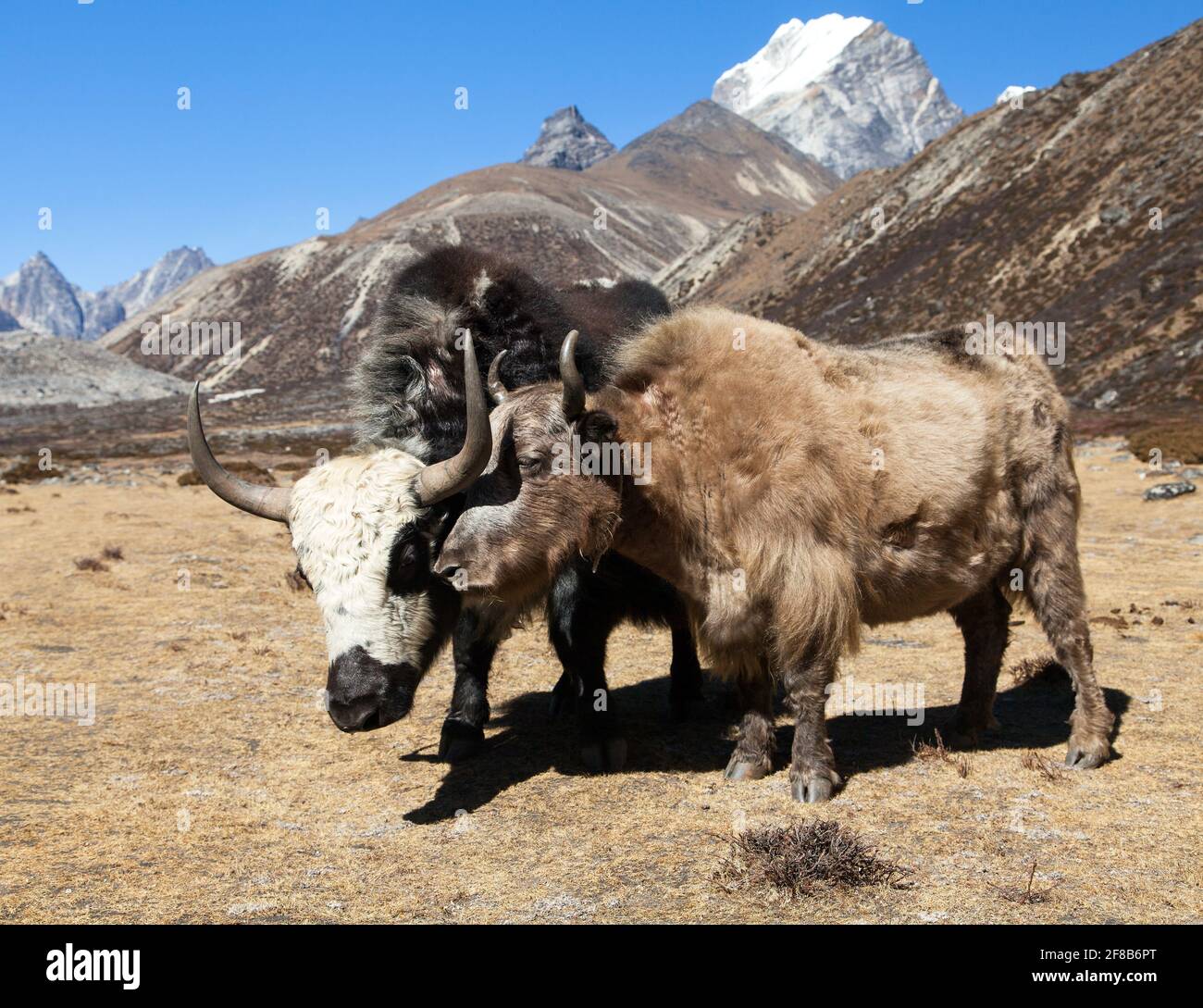 group of two yaks on the way to Everest base camp, Nepal Himalayas mountains Stock Photo - Alamy