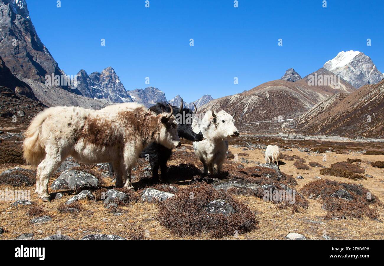 yak, group of three yaks on the way to Everest base camp, Nepal Himalayas mountains. Yak is farm ...
