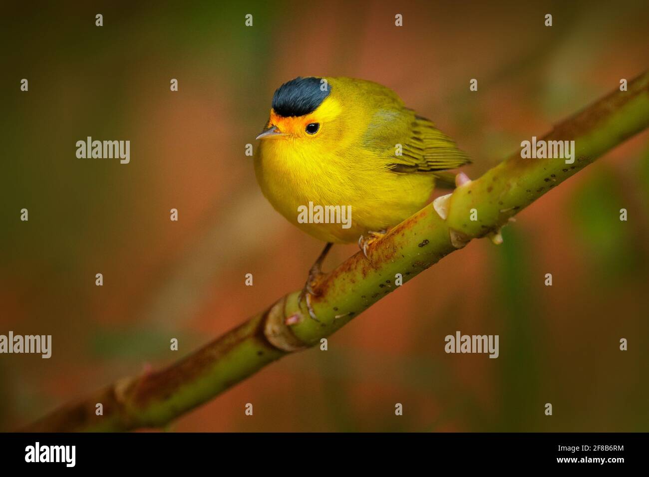 Wilson Warbler, Wilsonia pusilla, New World warbler from Costa Rica ...