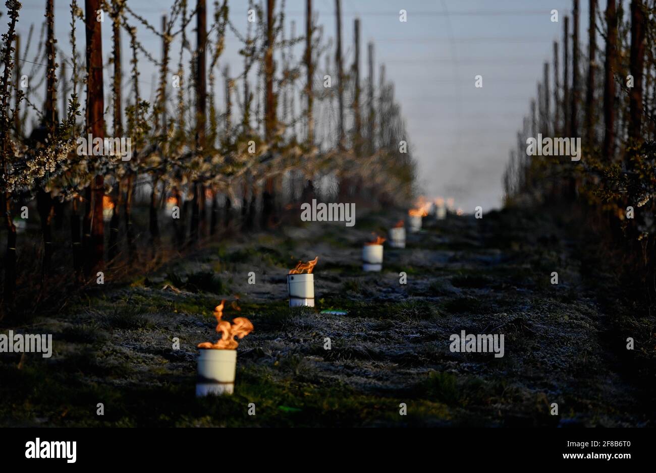 Illustration shows some special candles to warm up the fruits trees ...