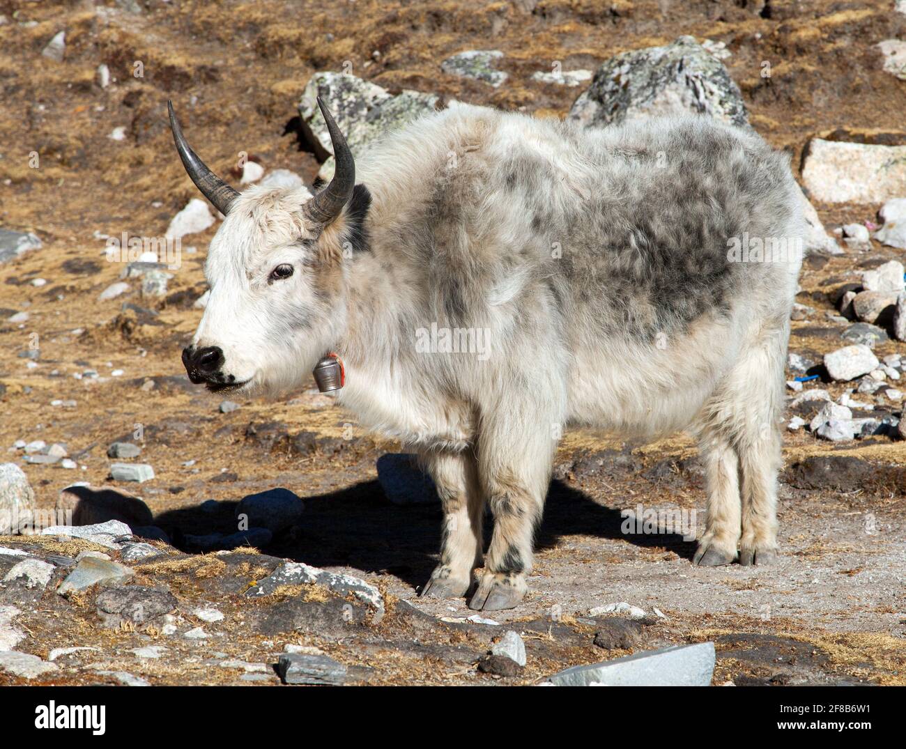 White and grey yak (Bos grunniens or Bos mutus) Nepal himalayas ...