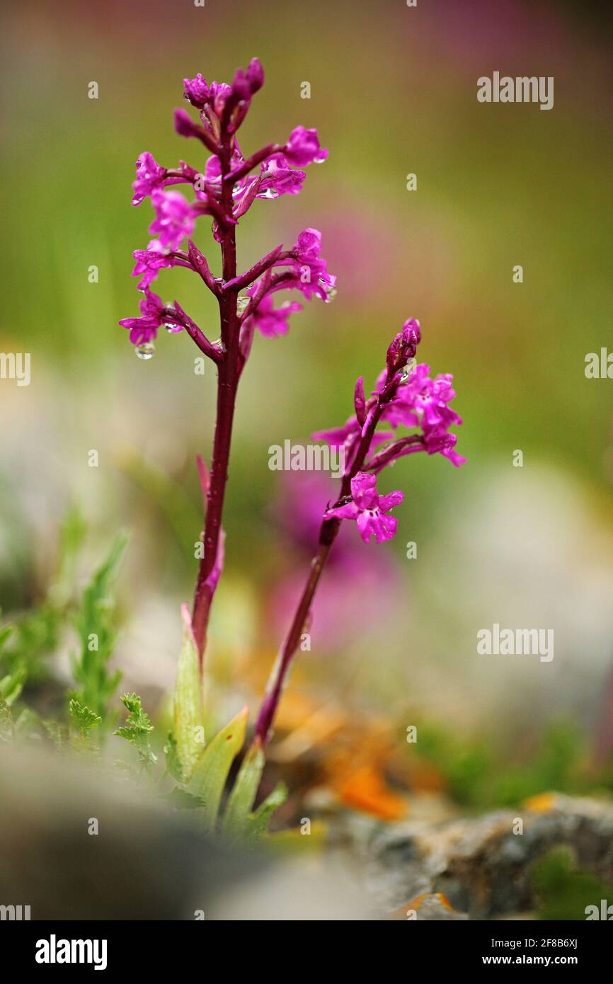 Orchis quadripunctata, Four-spotted Orchid. Gargano in Italy. Flowering ...