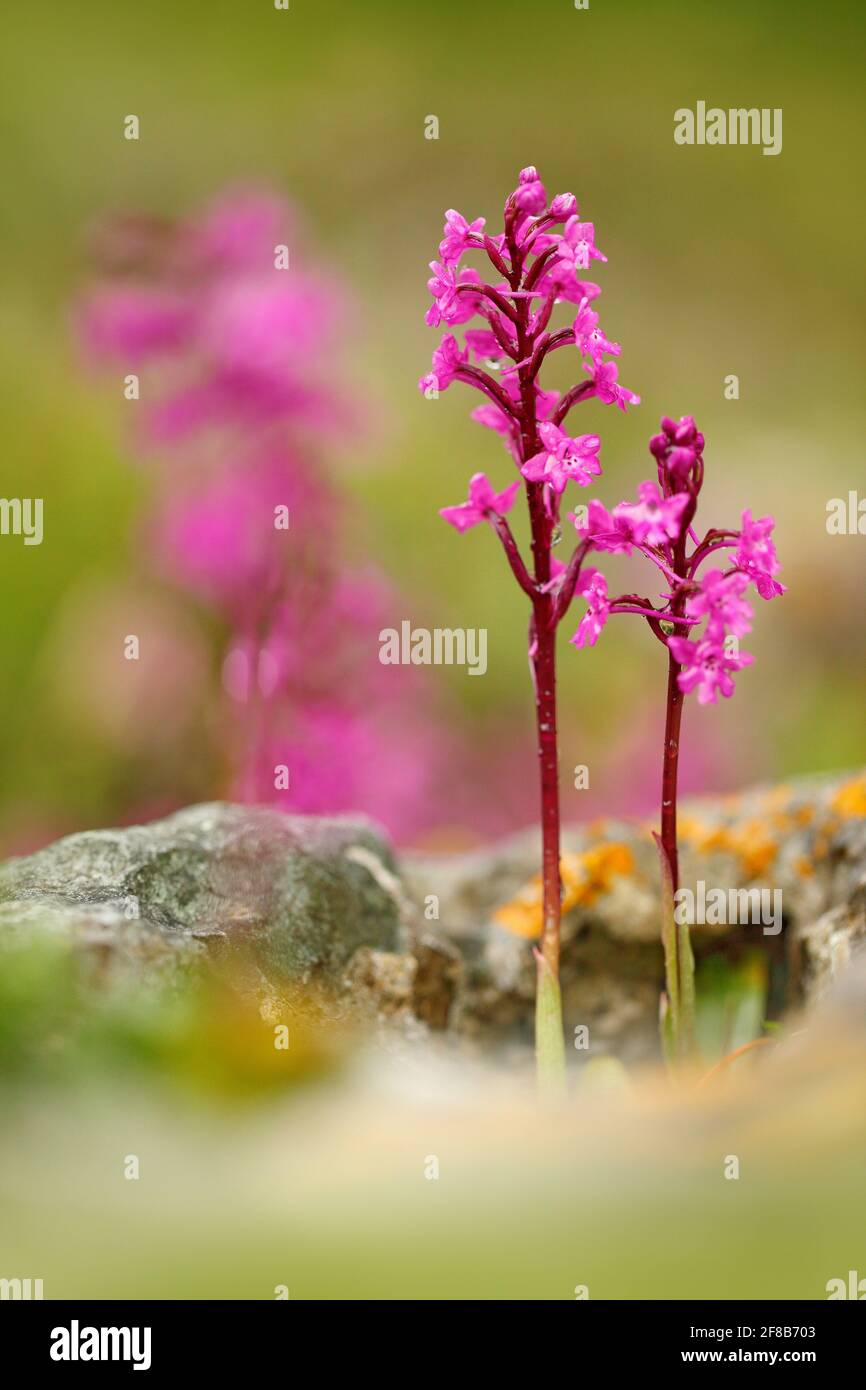 Orchis quadripunctata hi-res stock photography and images - Alamy