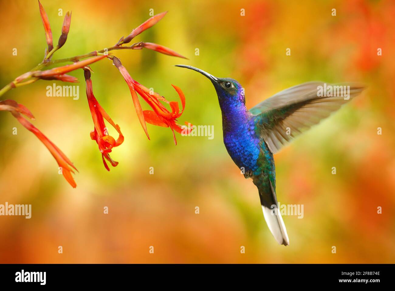 Wildlife in Costa Rica. Big blue hummingbird Violet Sabrewing flying ...