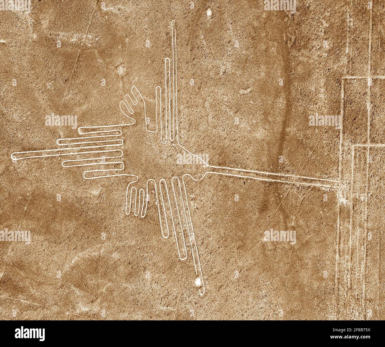 Hummingbird geoglyph sepia colored, Nazca or Nasca mysterious lines and ...