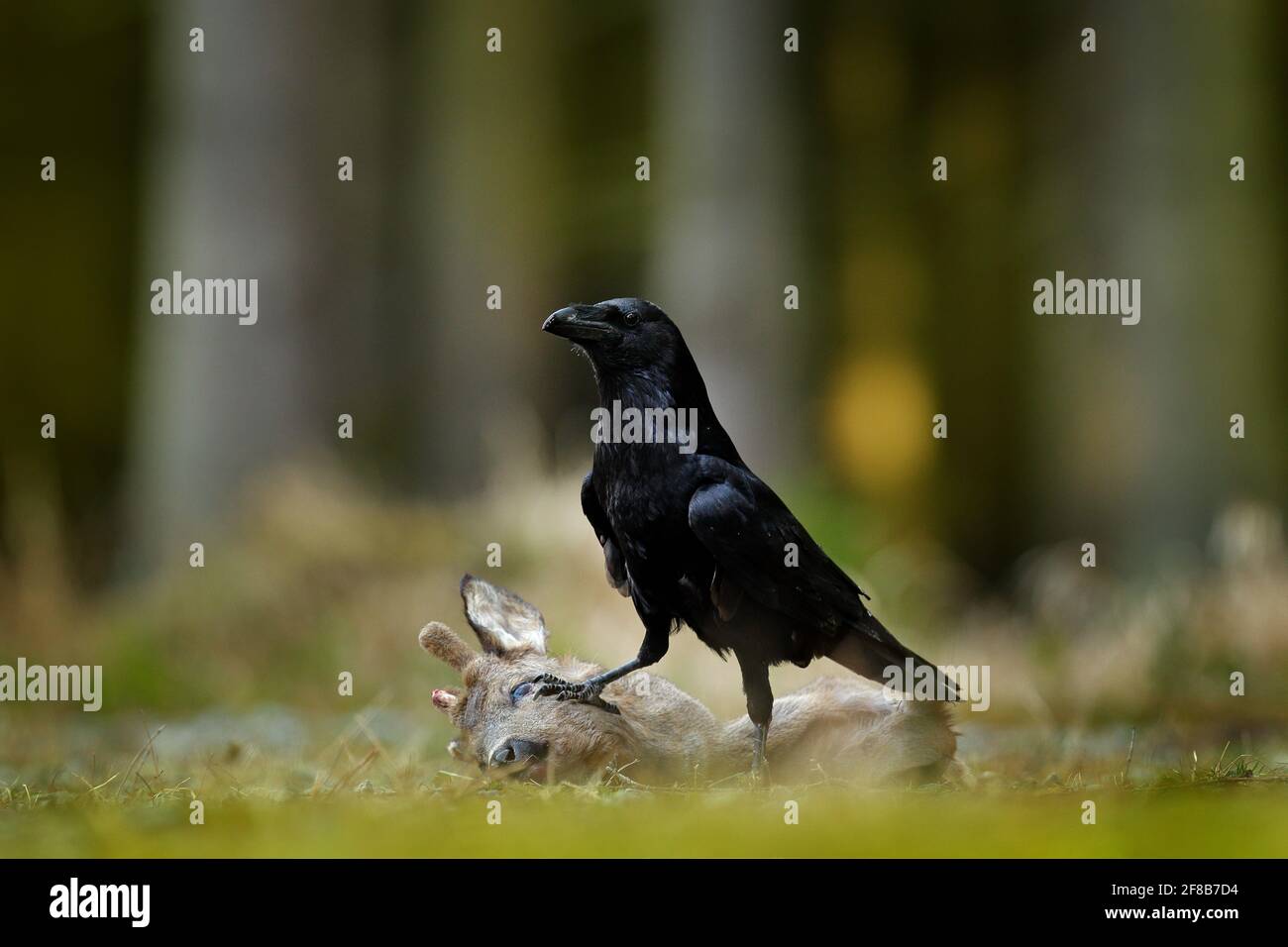 Repulsive hi-res stock photography and images - Alamy