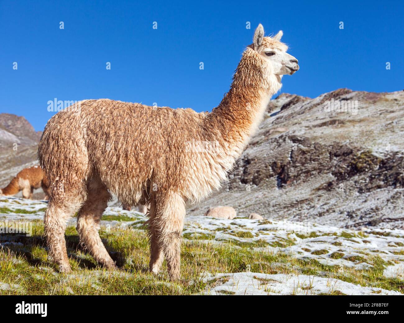 llama or lama on pastureland, Andes mountains, Peru Stock Photo - Alamy