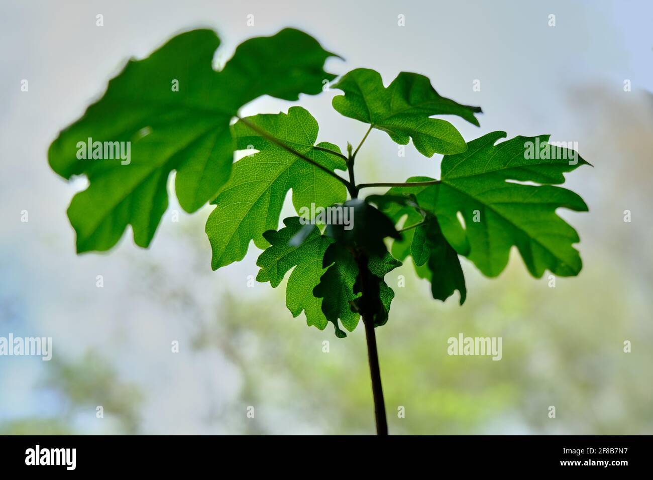 This image shows a maple seedling growing towards the sun with a blurry ...