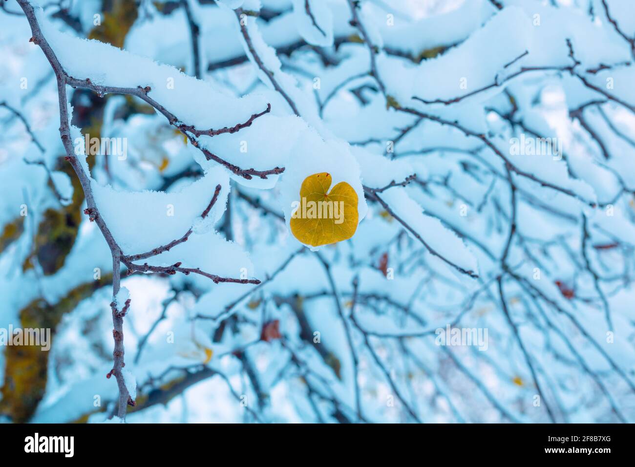 Snow covered heart shaped leaf on the tree in focus. Love theme ...