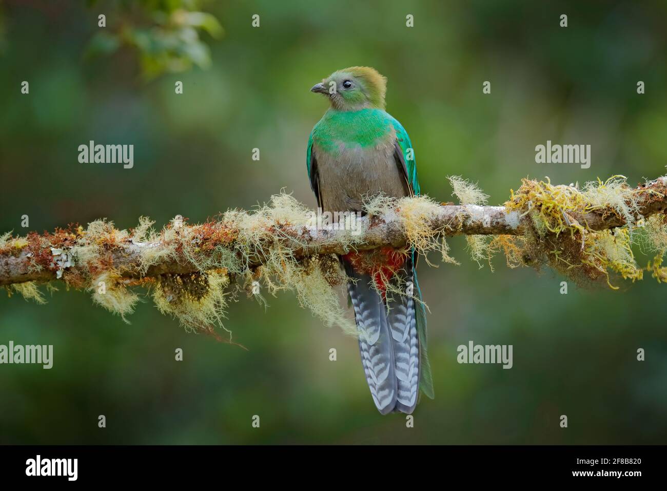 Resplendent Quetzal, Savegre in Costa Rica with green forest in ...