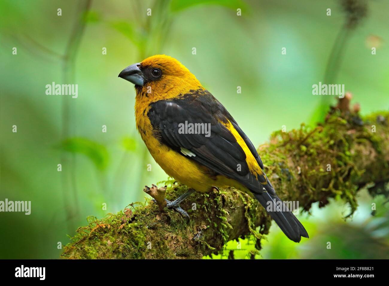 Black Thighed Grosbeak Pheucticus Tibialis Mountain Forest Bird In