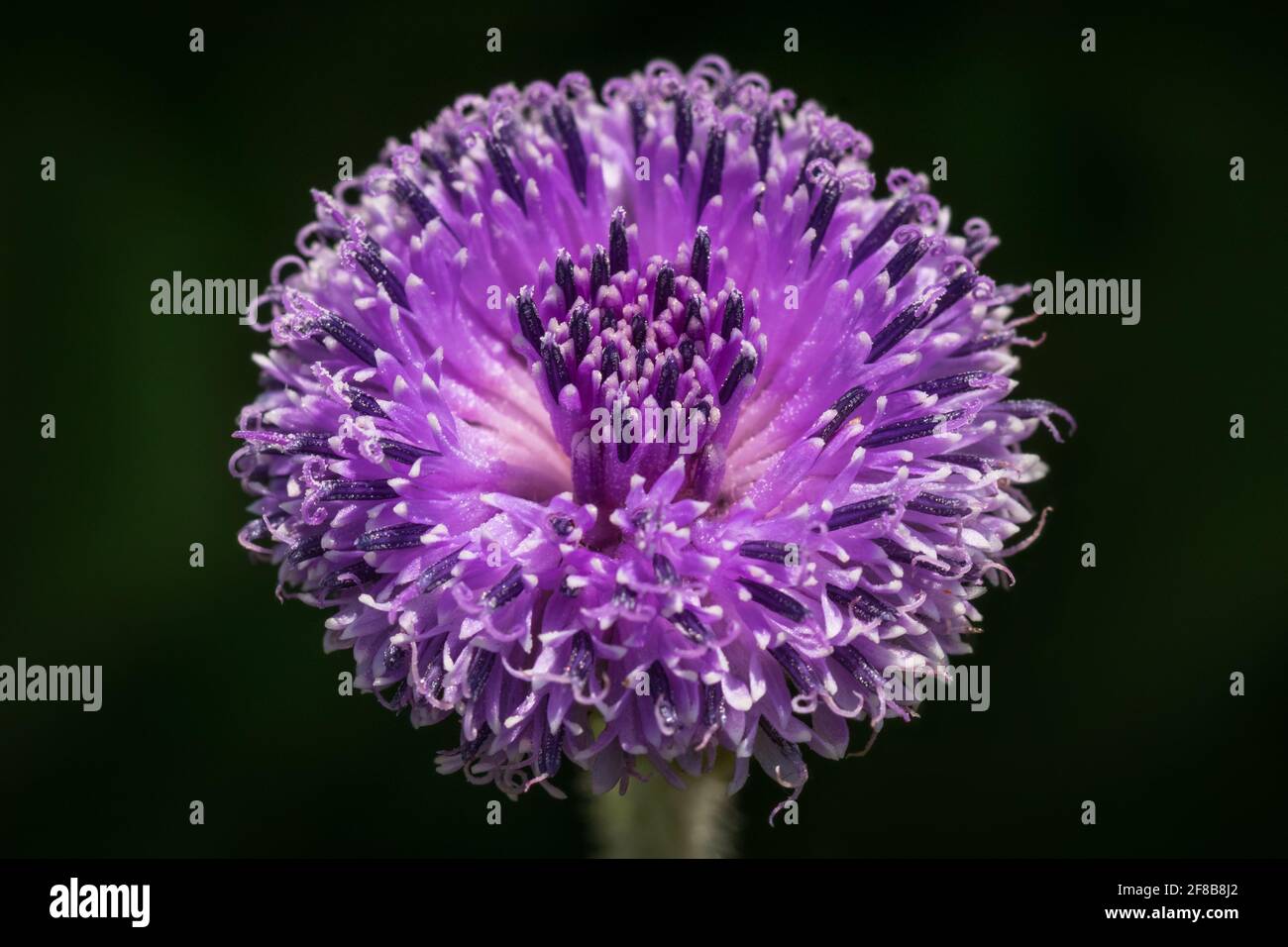 Sonki flower hi-res stock photography and images - Alamy