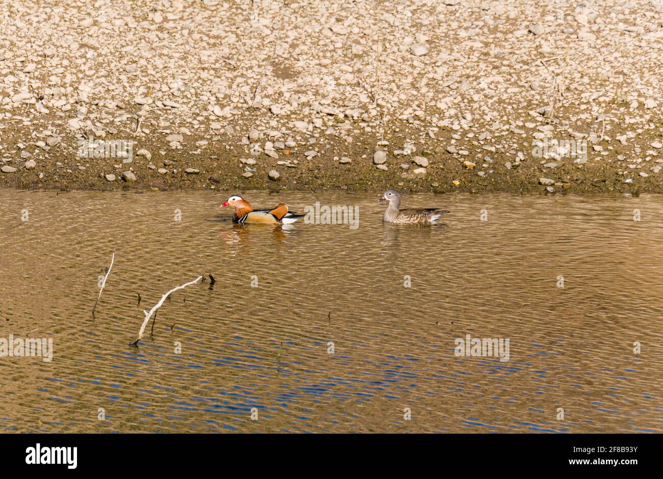 Mandarin duck (Aix galericulata) male and female, now a common sight on ...