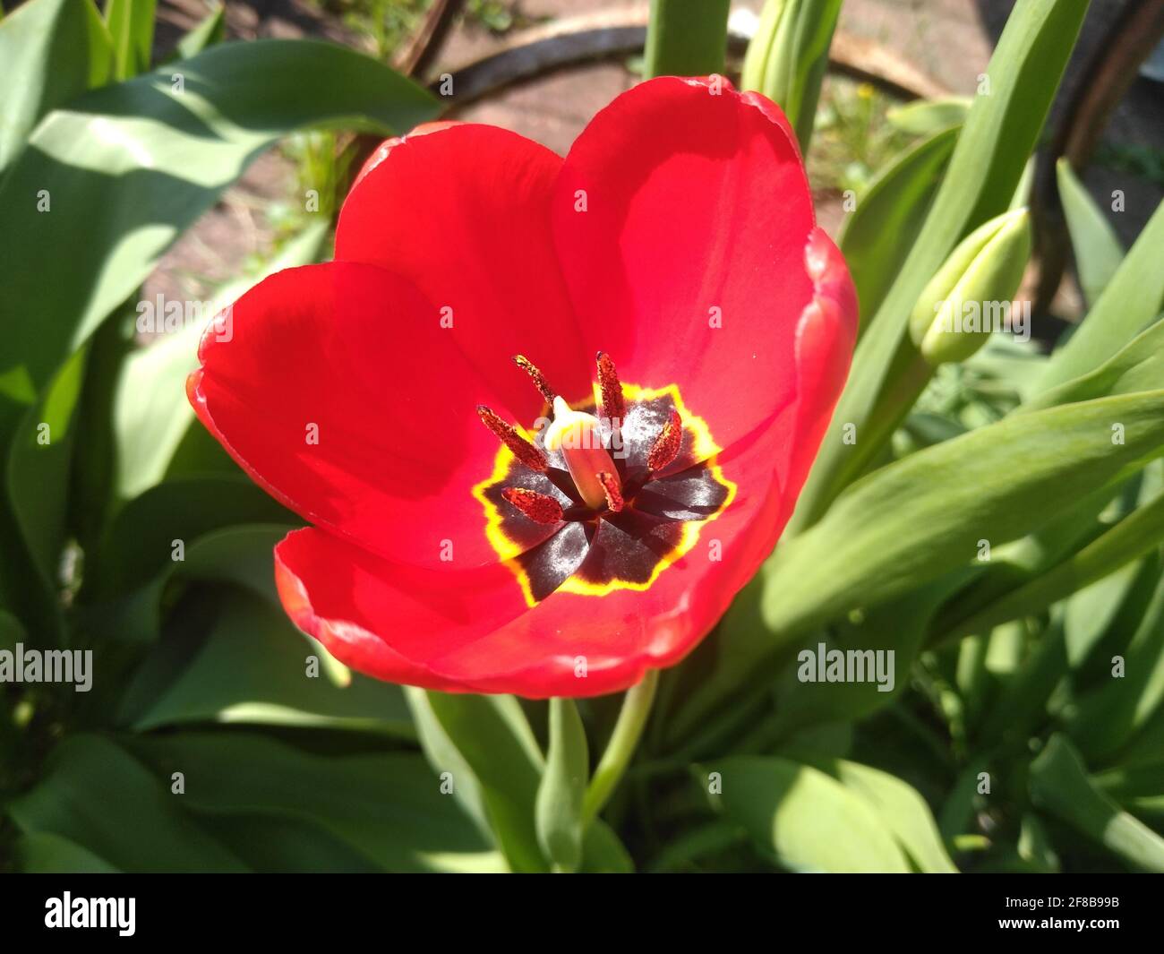 Tulip haven hi-res stock photography and images - Alamy
