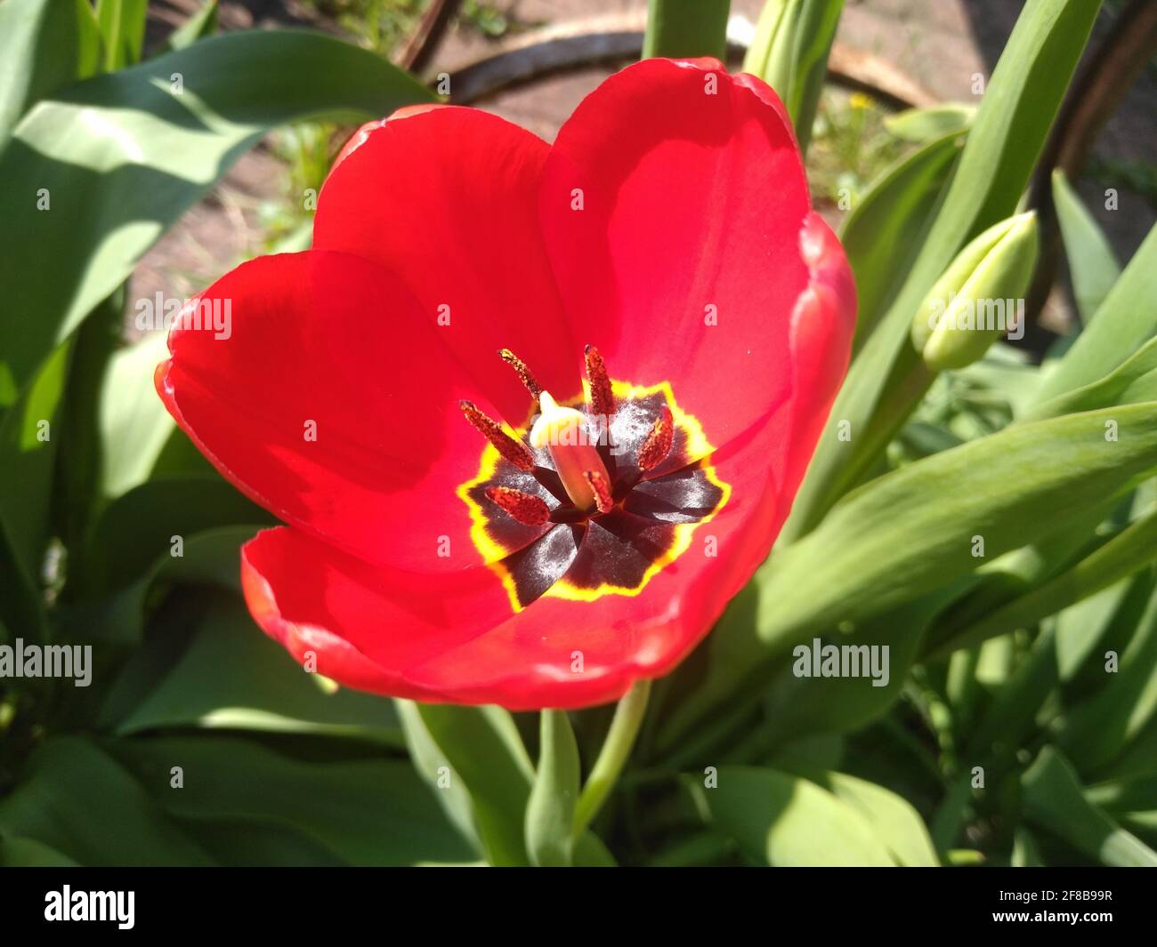 Open tulips hi-res stock photography and images - Alamy