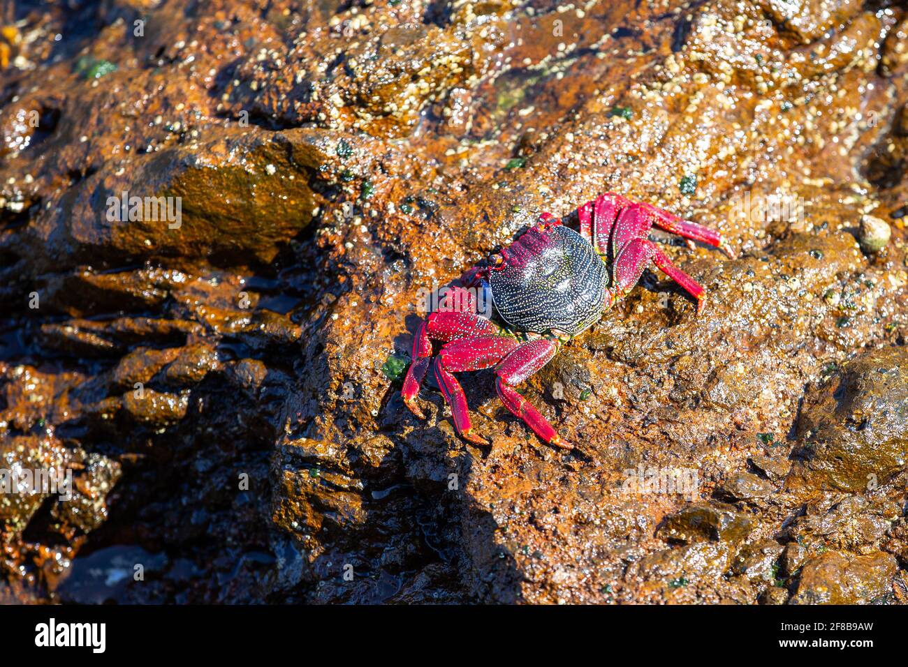 Red stone crab hi-res stock photography and images - Alamy