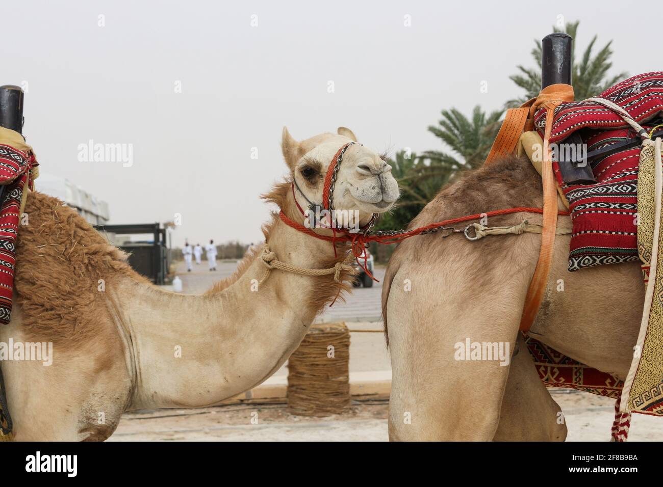 souk okaz cultural festival in taif, saudi arabia Stock Photo - Alamy