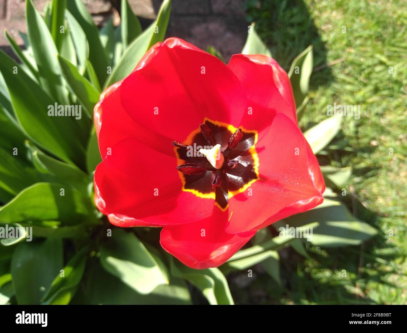 Tulip heaven hi-res stock photography and images - Alamy