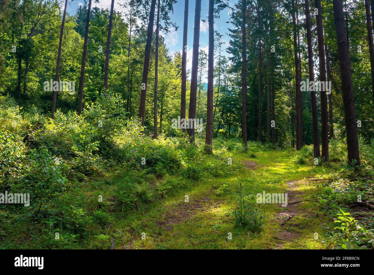 mixed forest on the sunny summer day. grassy ground in dappled light ...