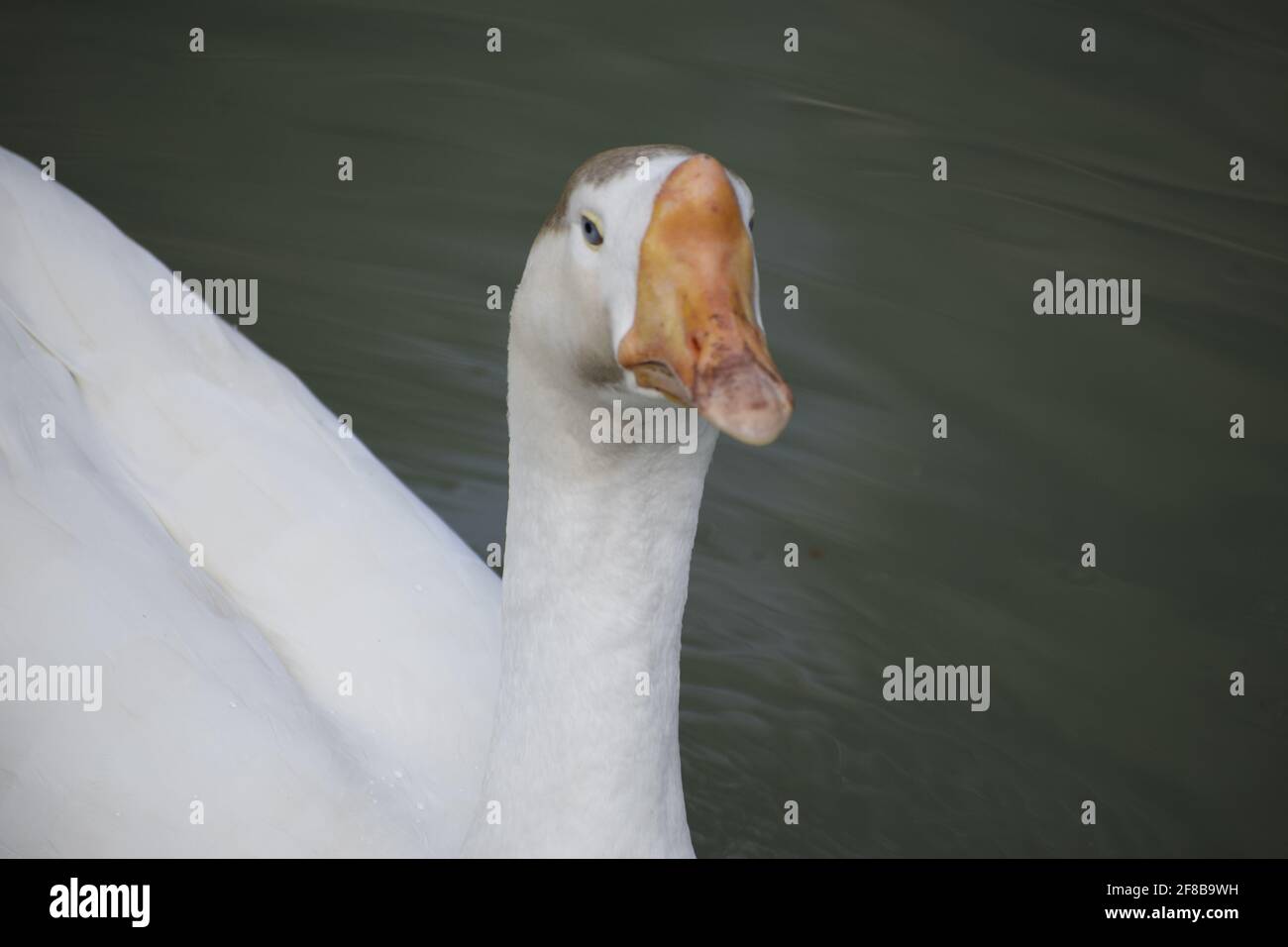 Indian swan india hi-res stock photography and images - Alamy