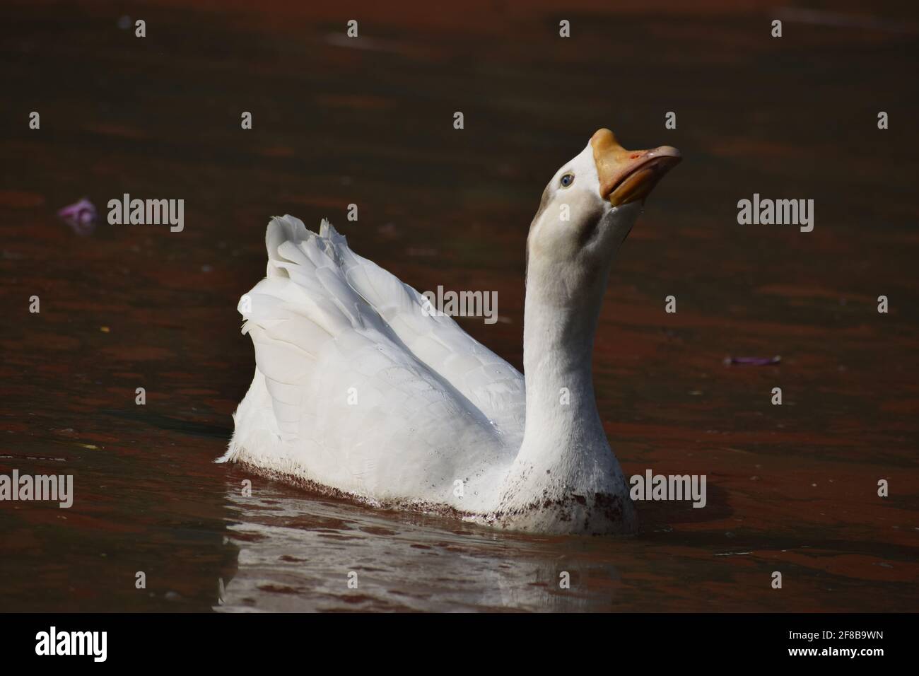 White Waterfowl enjoying in lake, India, Amethi Stock Photo - Alamy