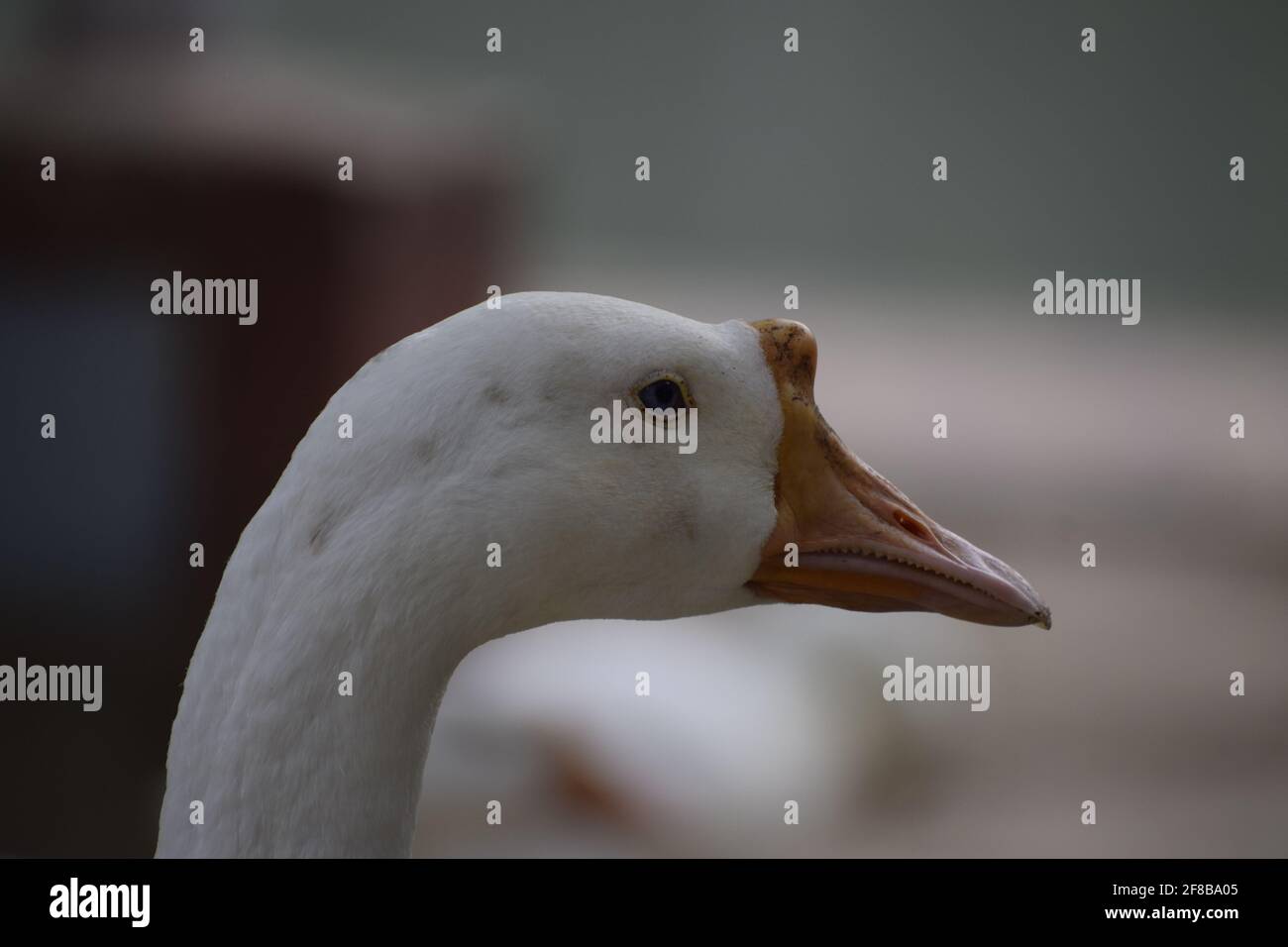 Waterfowl duck swan bird hi-res stock photography and images - Alamy