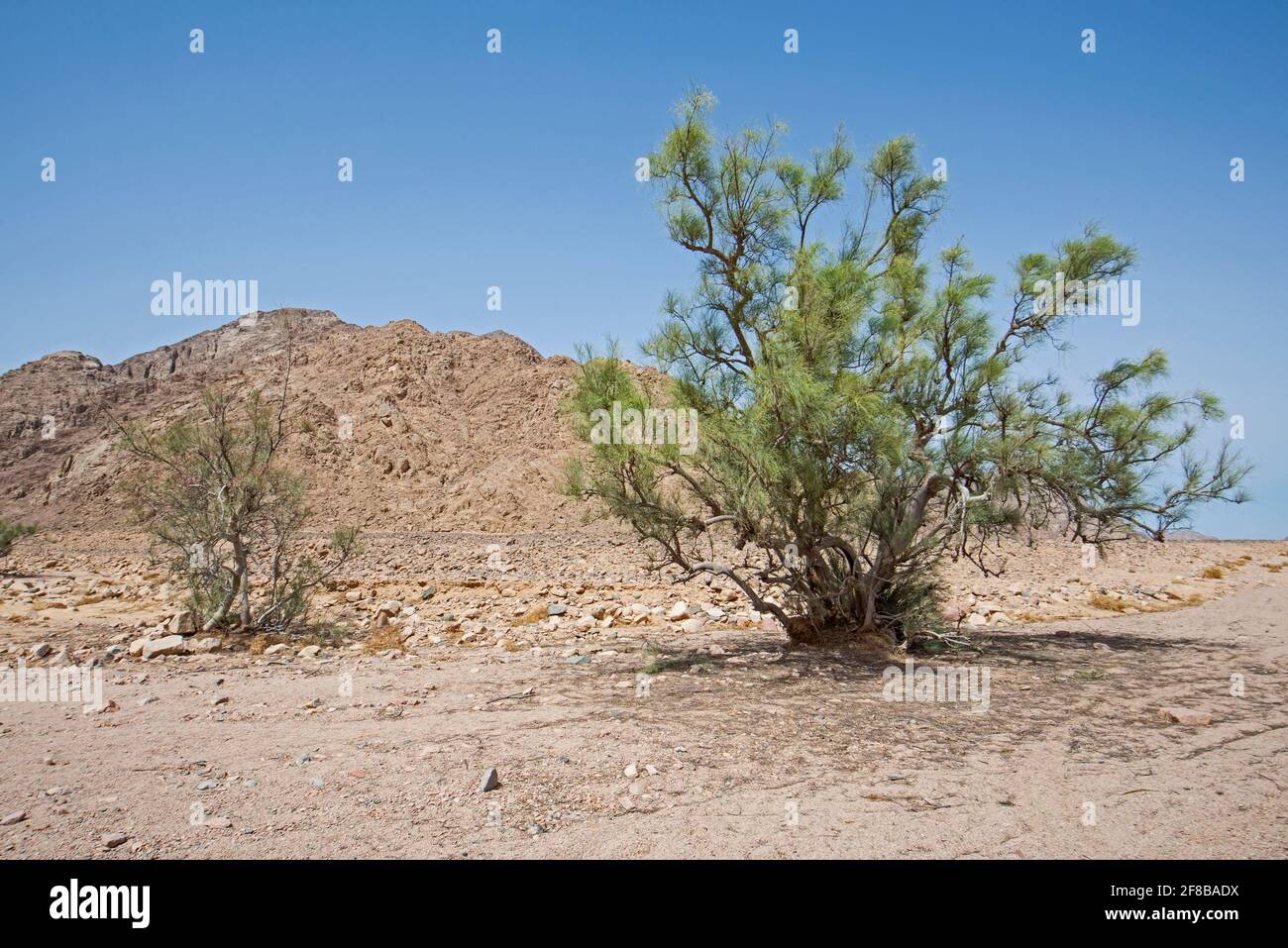 Egyptian acacia hi-res stock photography and images - Alamy