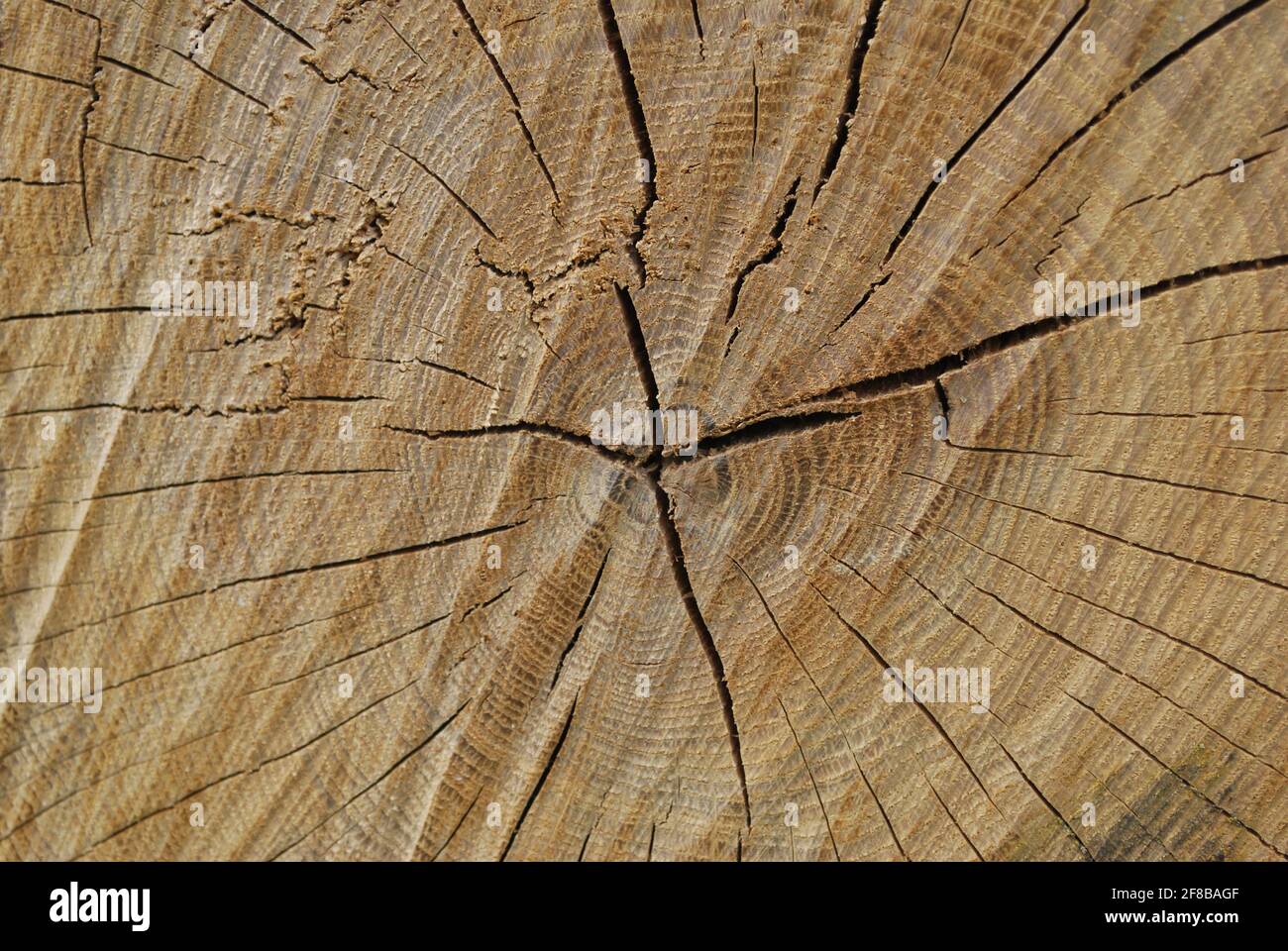 Cut Oak (2 Stock Photo - Alamy