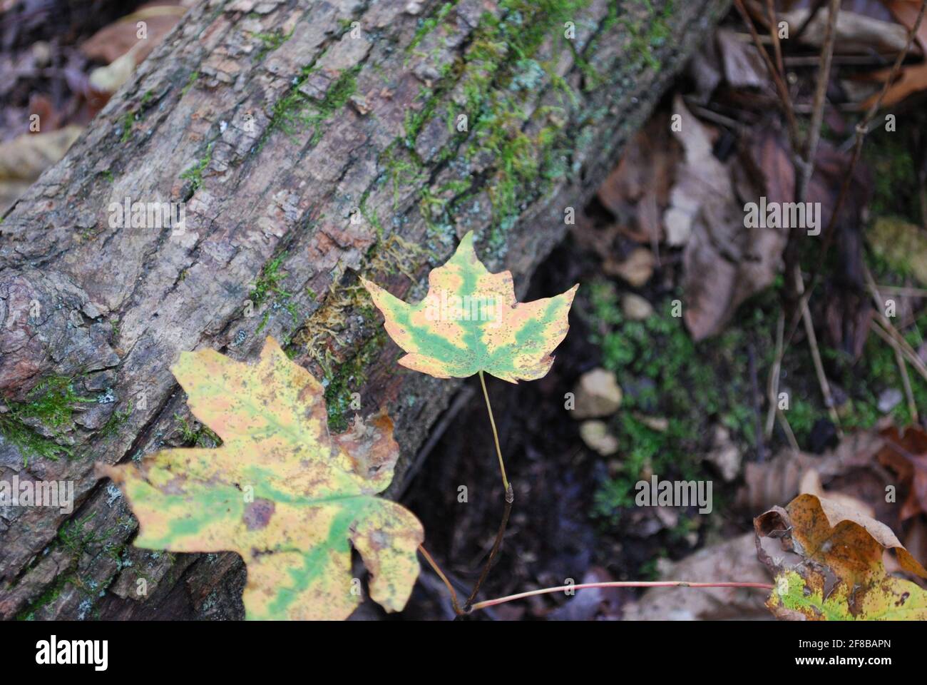 Multi-colored Maple Leaves from a sapling growing near a fallen tree ...