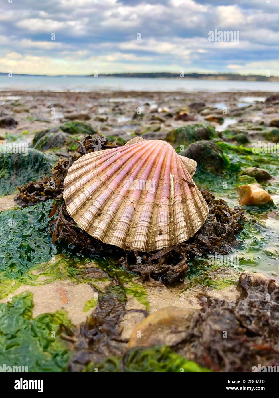 Scallop shell on UK beach. Natural environment Stock Photo - Alamy