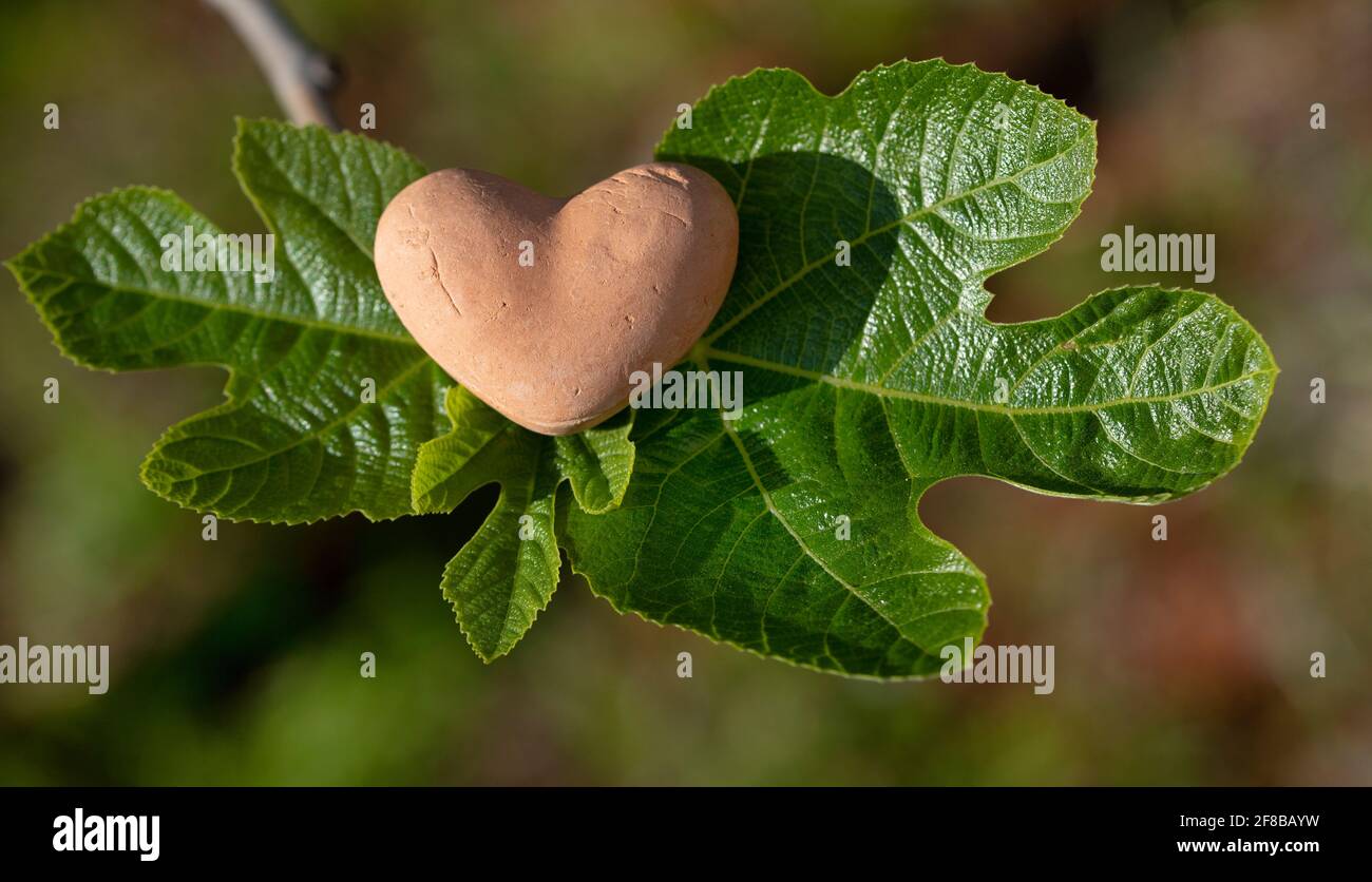 Young fig on fig tree hi-res stock photography and images - Alamy