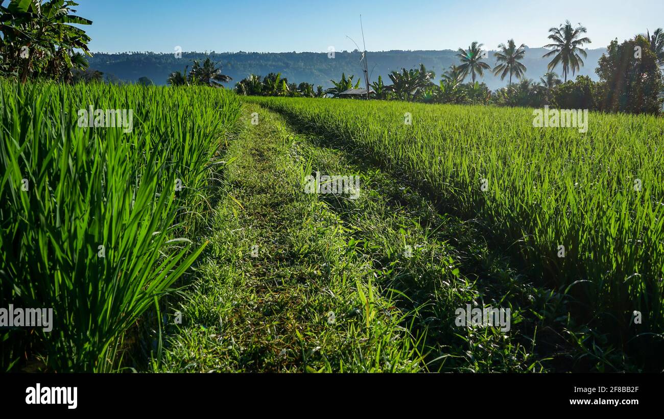 Rice field and mountain landscape at sunrise Stock Photo - Alamy