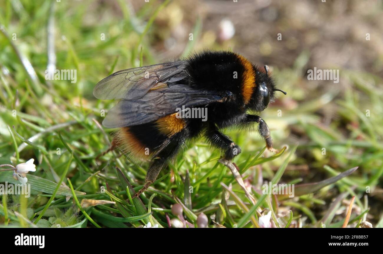 Bumblebee close detail hi-res stock photography and images - Alamy