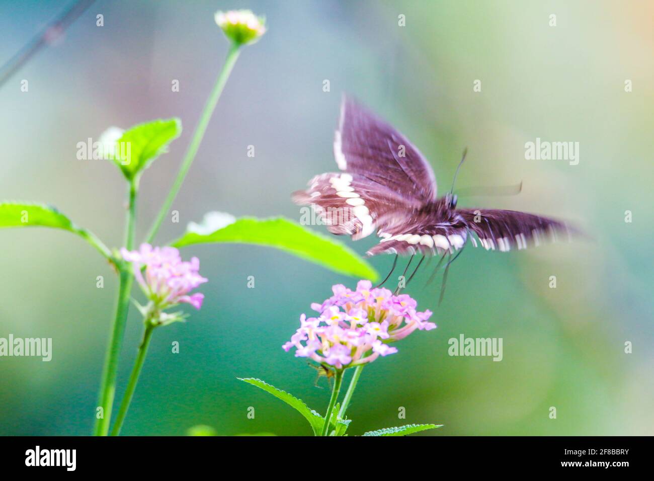 common tiger butterfly Stock Photo - Alamy