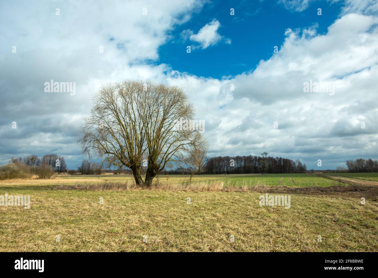 Single large tree hi-res stock photography and images - Alamy