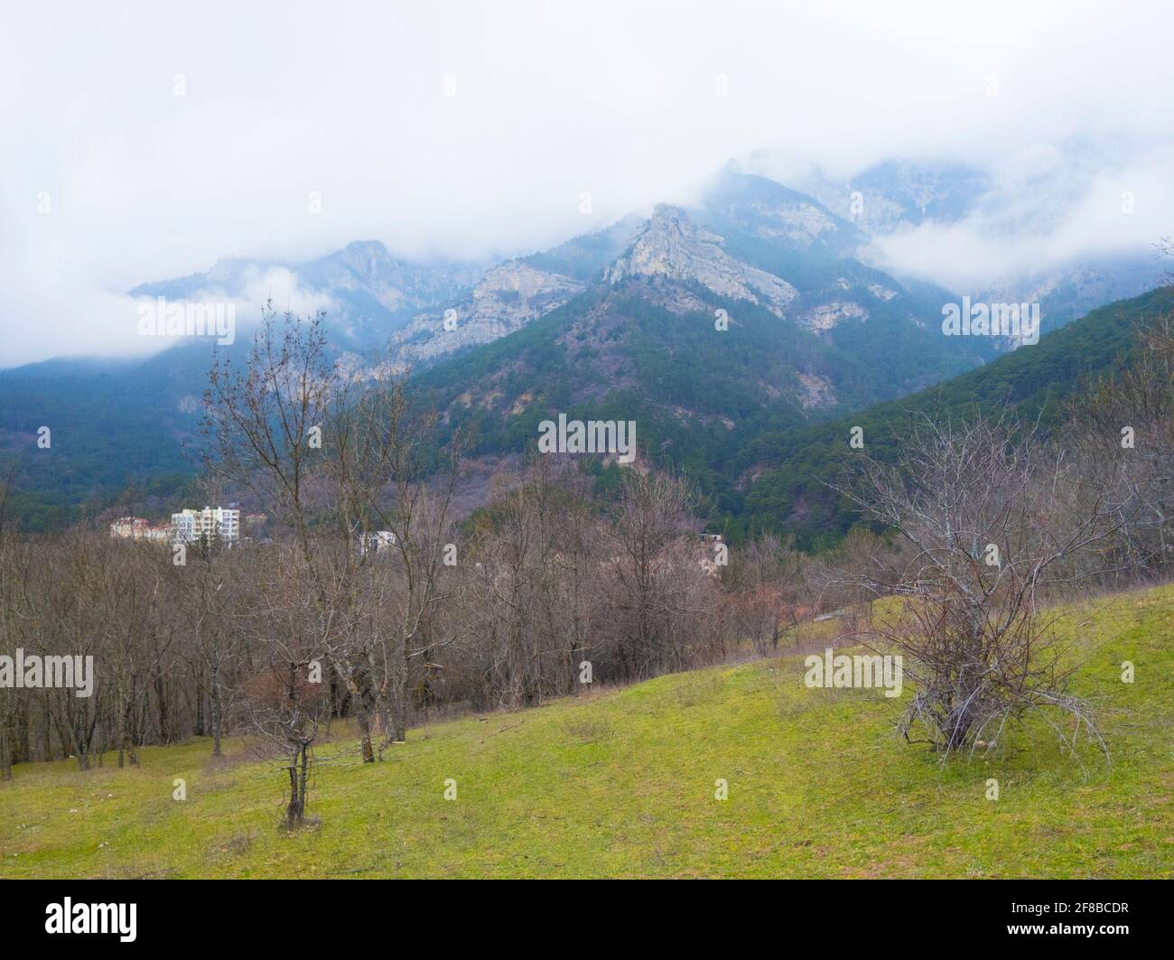 Misty foggy mountains landscape in an early spring forest with leafless ...