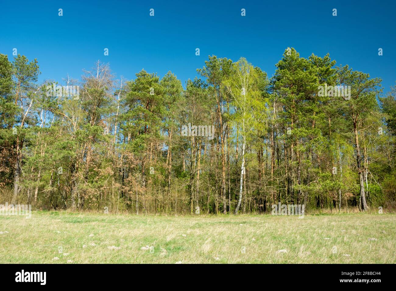 Dry meadow, mixed forest and blue sky, spring view Stock Photo - Alamy