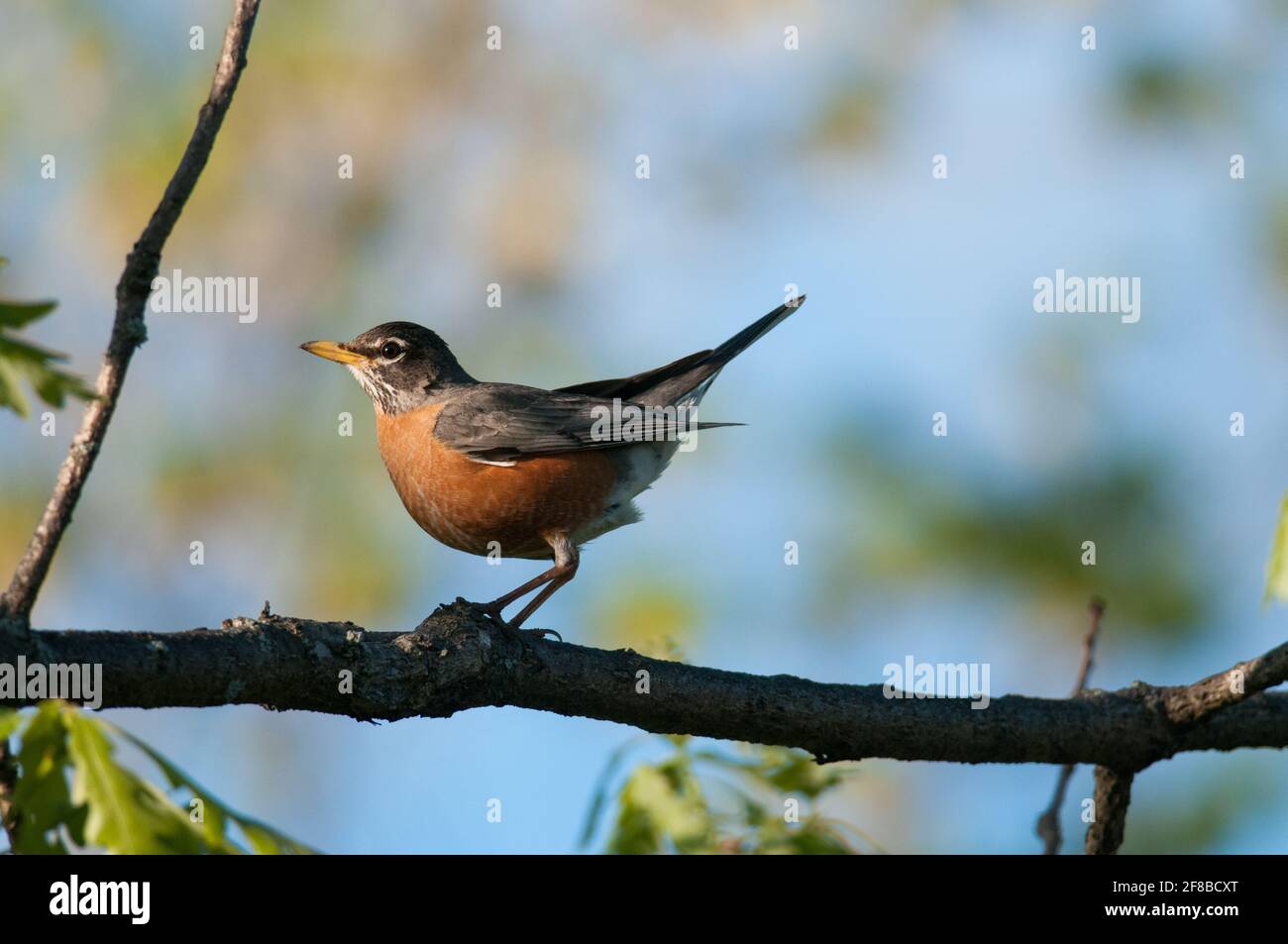 Bird Species: American Robins Stock Photo - Alamy