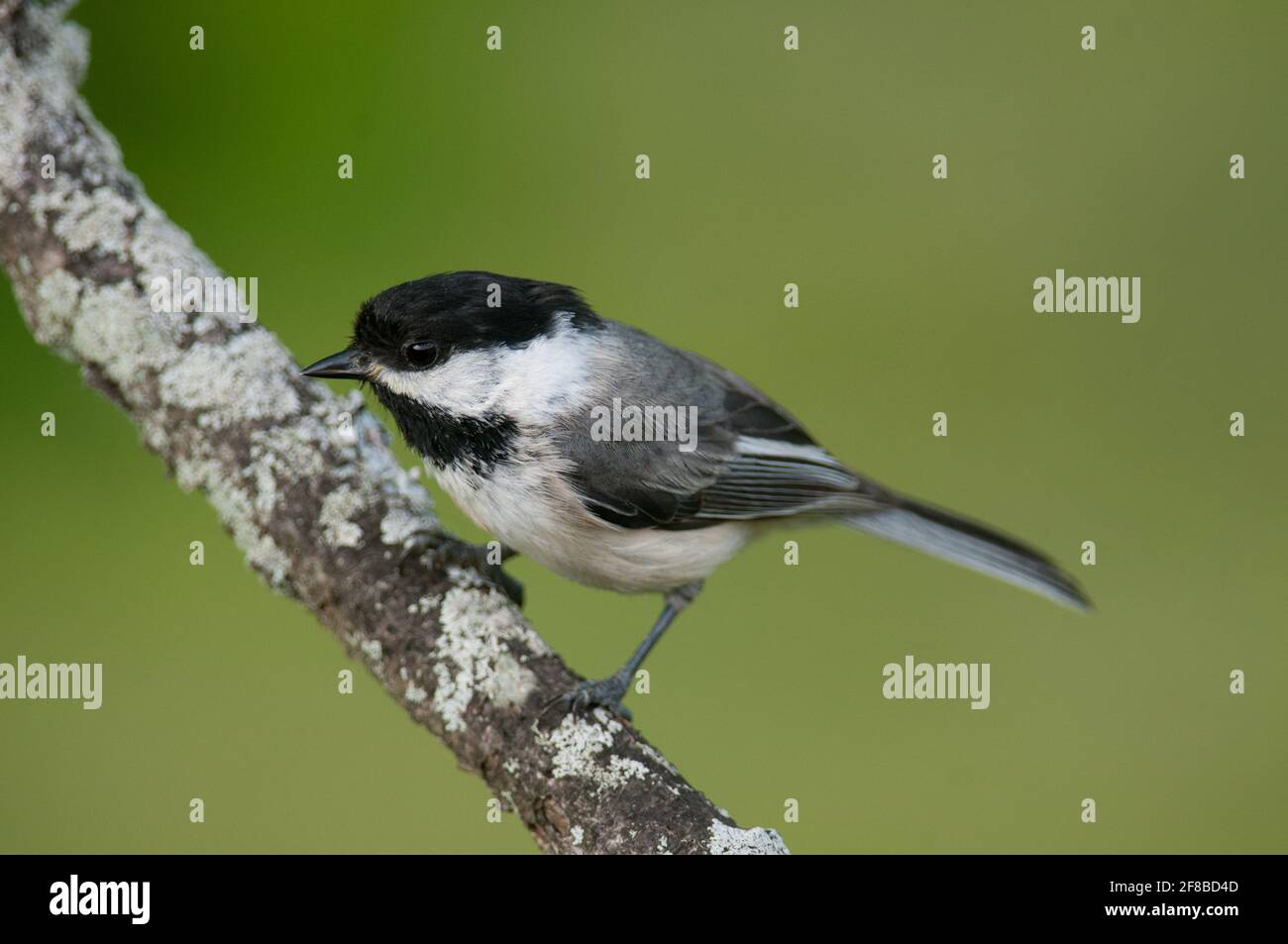 Black Capped Chickadee on tree branch Stock Photo - Alamy