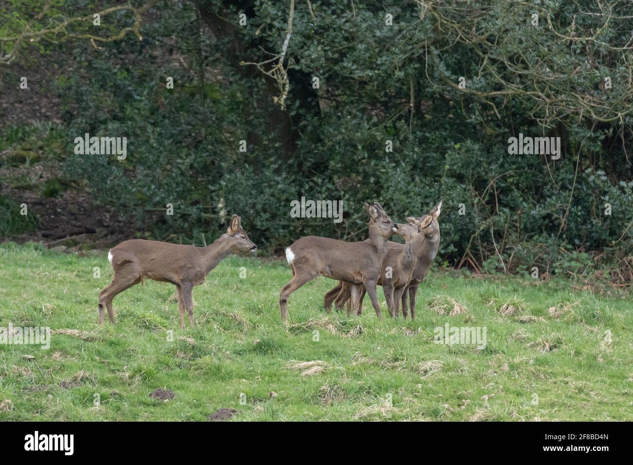 Roe deer grooming each other hi-res stock photography and images - Alamy
