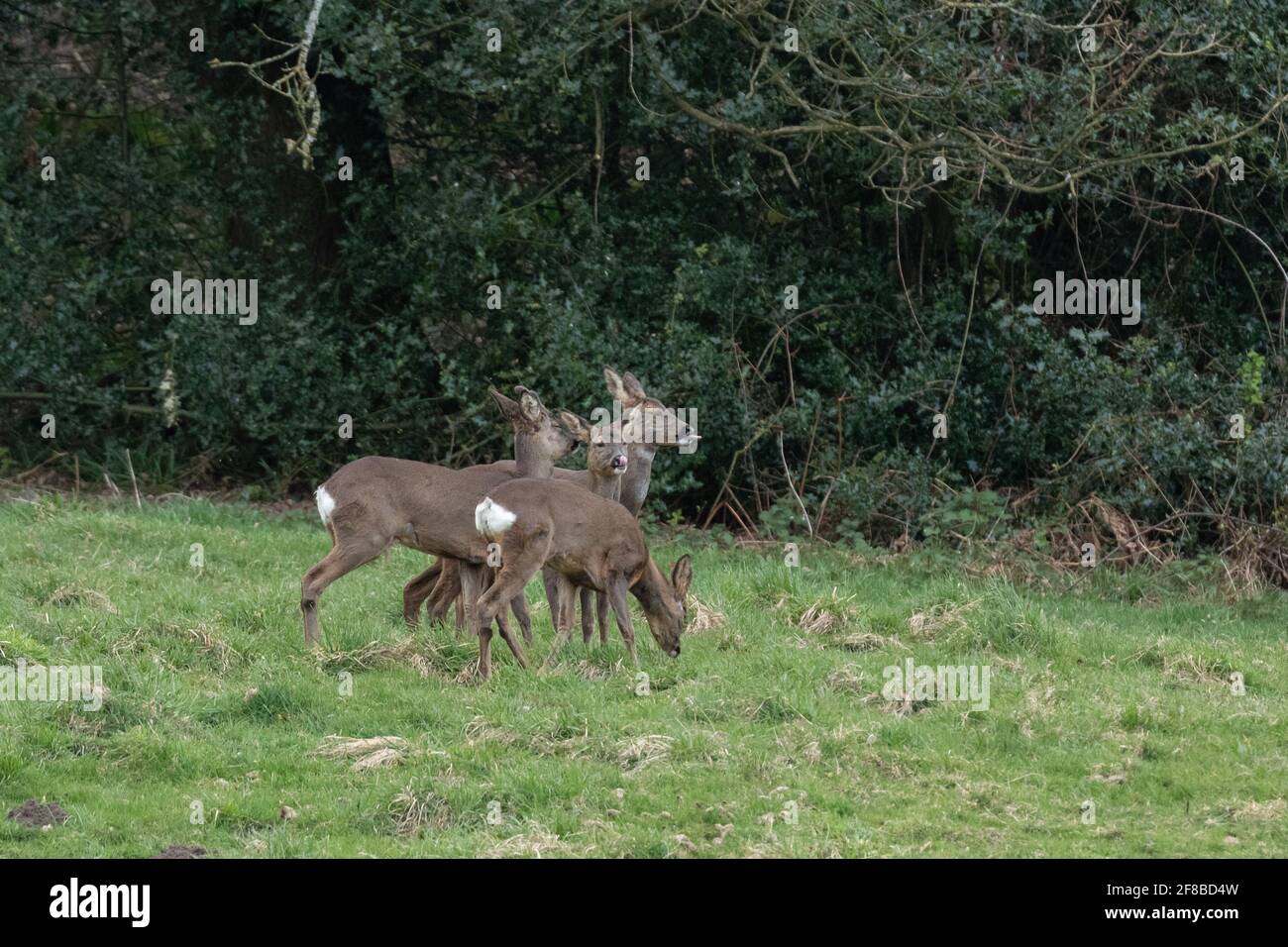 Roe deer grooming hi-res stock photography and images - Alamy